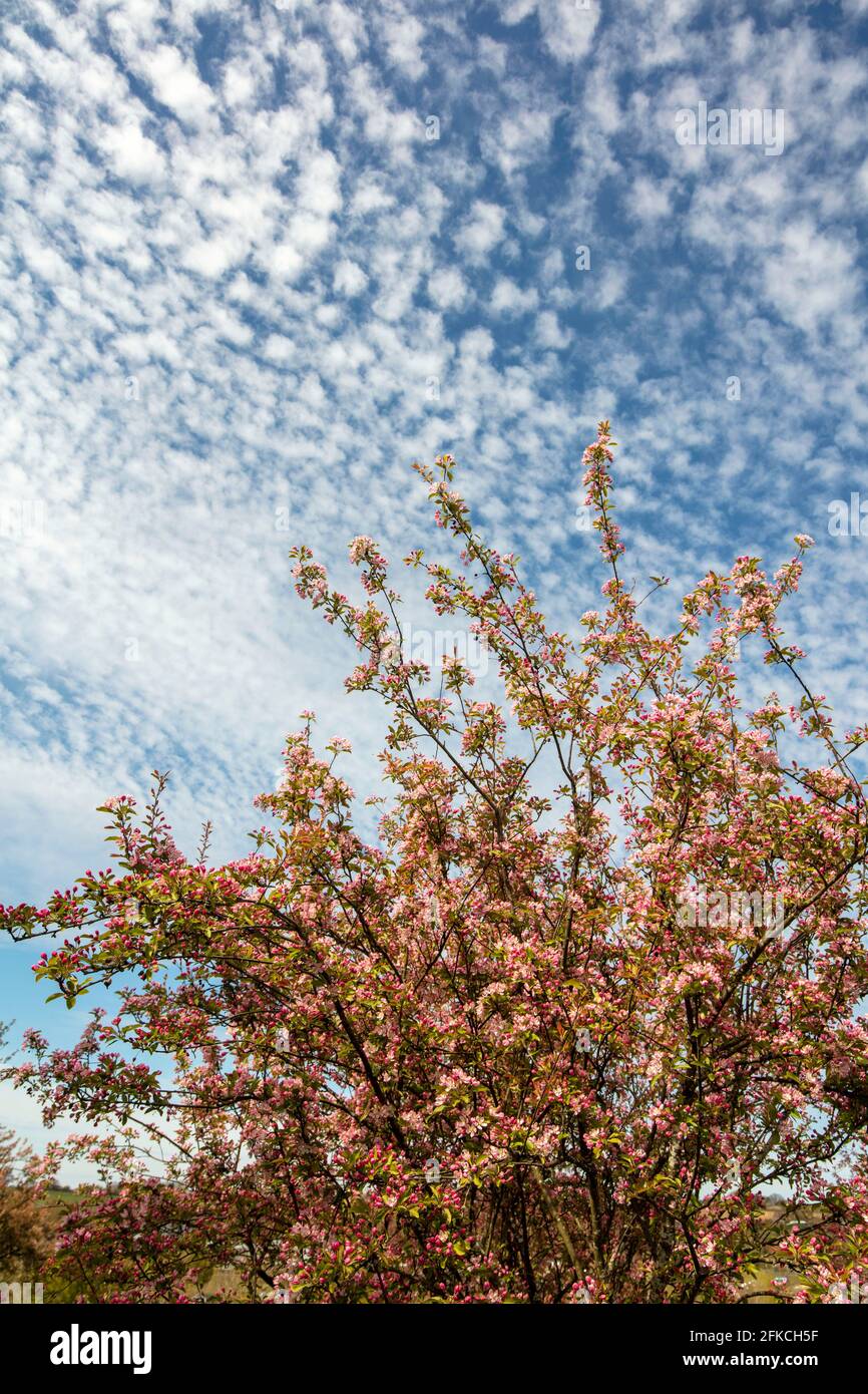 Dramatic mackerel sky with cherry tree in blossom in the foreground ...