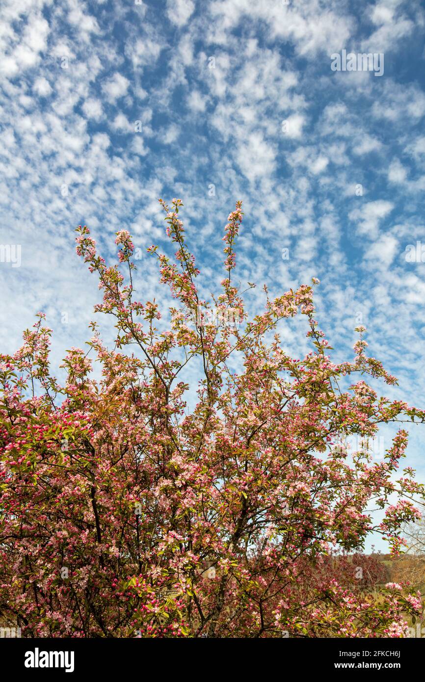Dramatic mackerel sky with cherry tree in blossom in the foreground ...