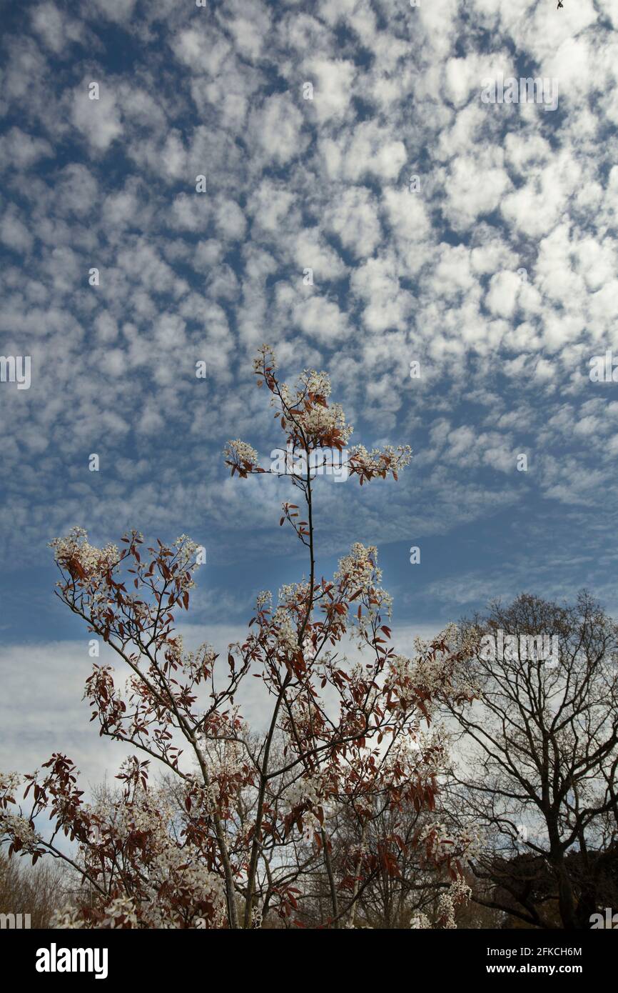 Dramatic mackerel sky with cherry tree in blossom in the foreground ...