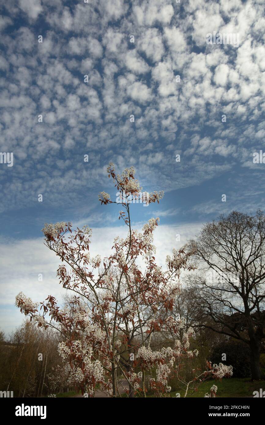 Dramatic mackerel sky with cherry tree in blossom in the foreground ...