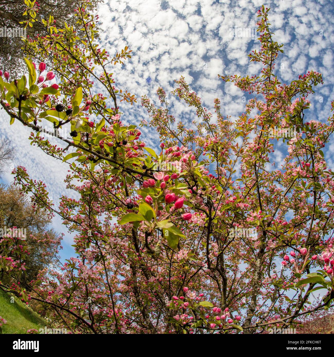 Dramatic mackerel sky with cherry tree in blossom in the foreground ...