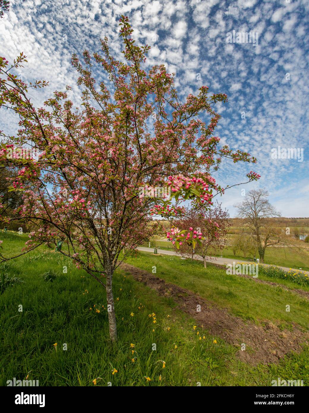 Super wide landscape with nacelle sky and single tree Stock Photo - Alamy