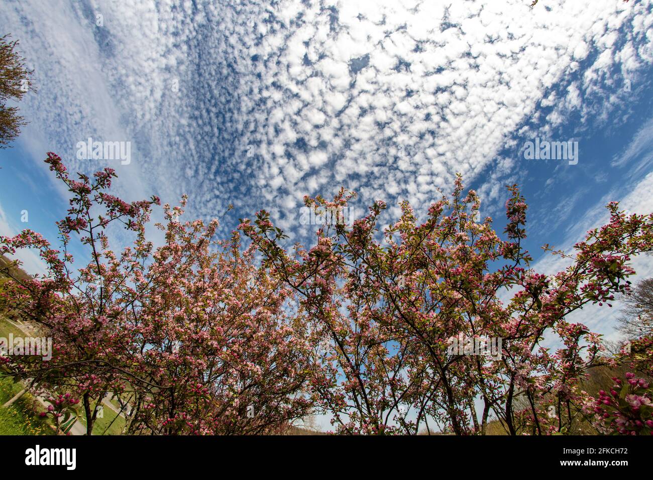 Dramatic mackerel sky with cherry tree in blossom in the foreground ...
