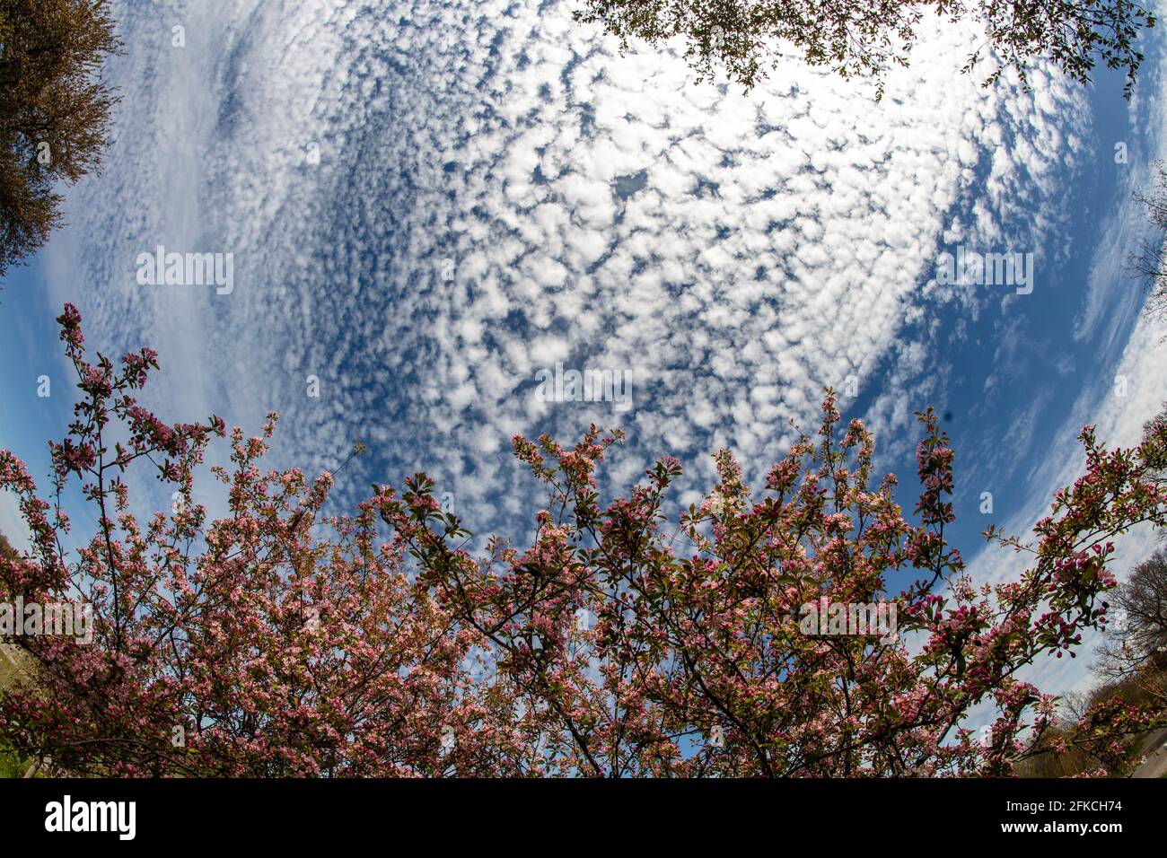 Dramatic mackerel sky with cherry tree in blossom in the foreground ...