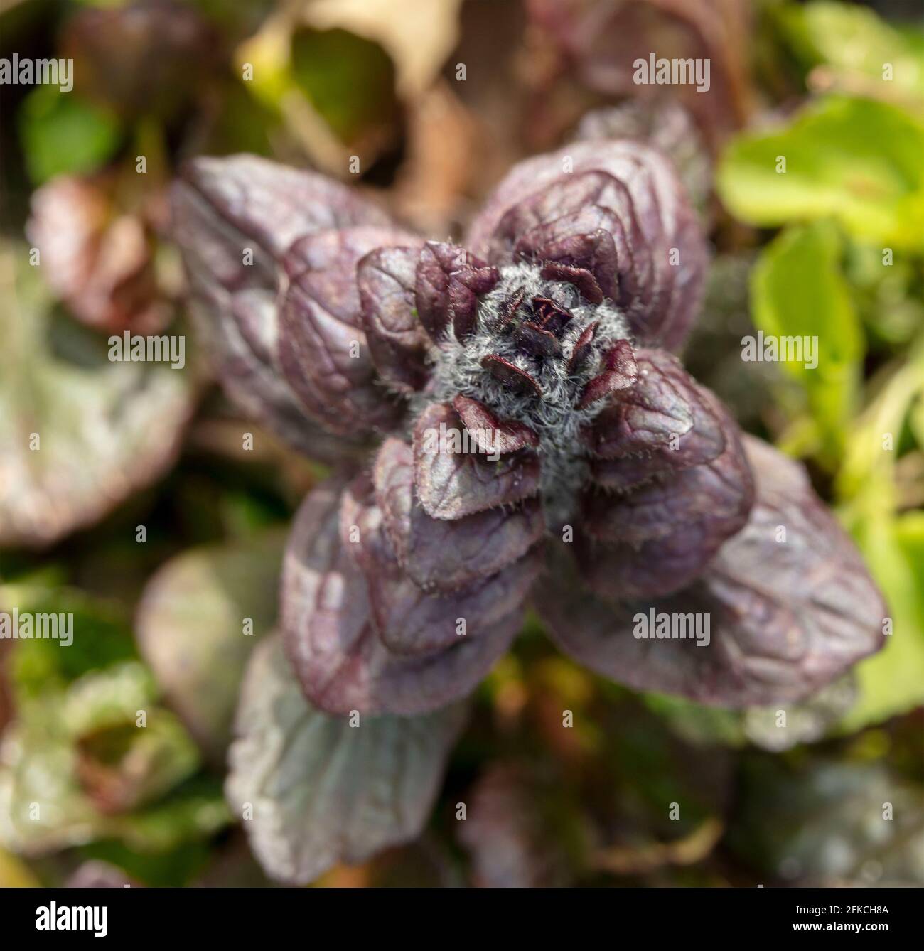 Ajuga Reptans ‘catlin’s giant’, bugle 'Catlin's Giant', Ajuga reptans ...