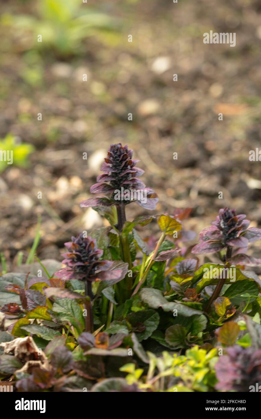 Ajuga Reptans ‘catlin’s giant’, bugle 'Catlin's Giant', Ajuga reptans ...