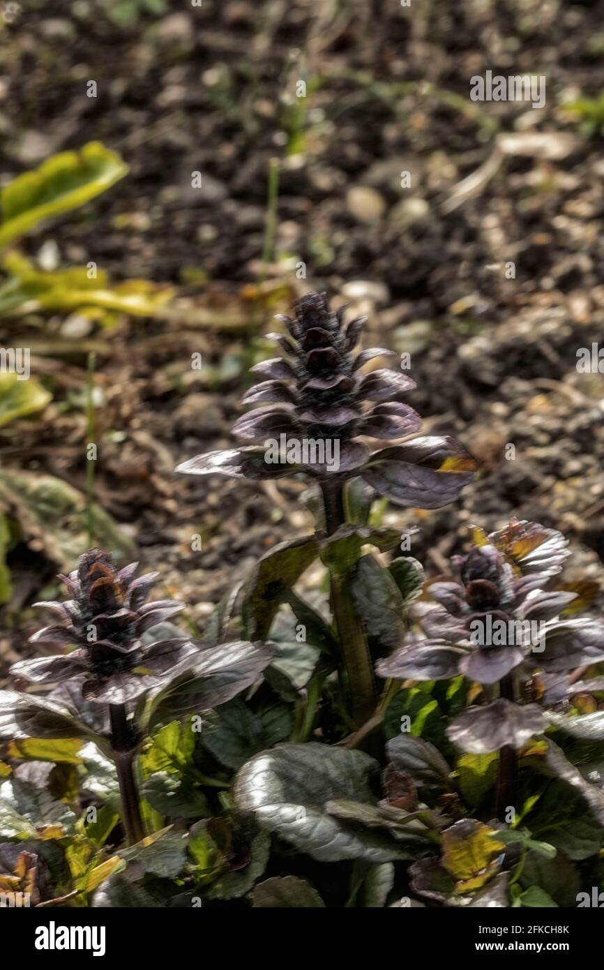 Ajuga Reptans ‘catlin’s giant’, bugle 'Catlin's Giant', Ajuga reptans ...