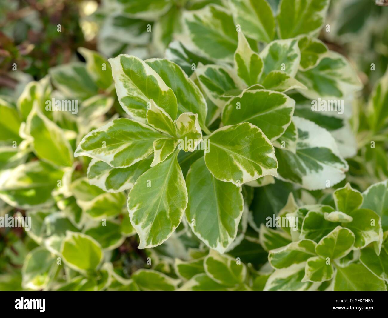 Variegated leaves of a Japanese spindle tree Stock Photo - Alamy