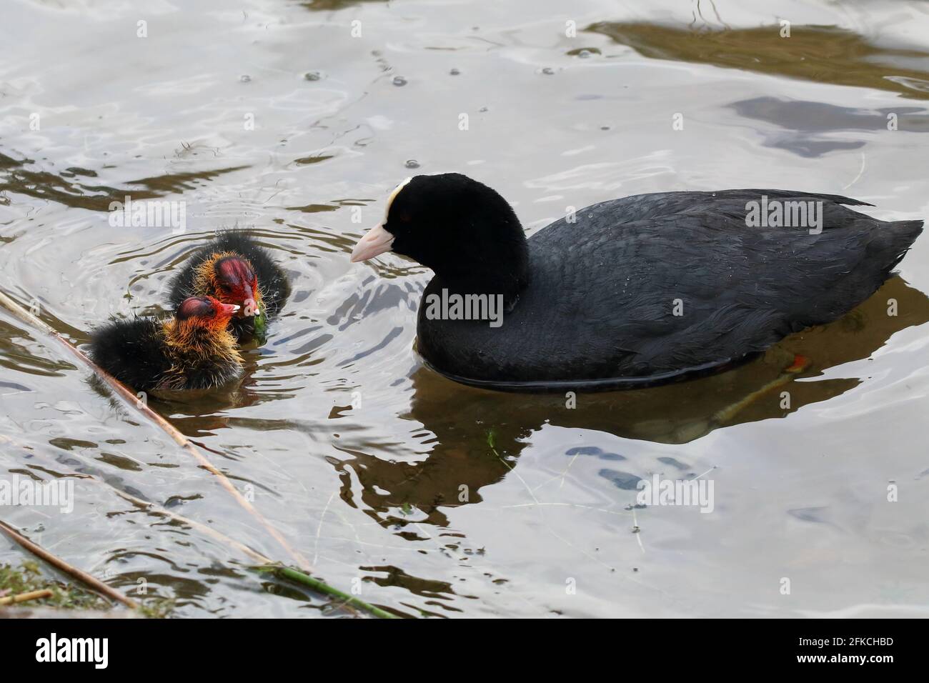 Eurasian Coot with very young chicks Stock Photo - Alamy