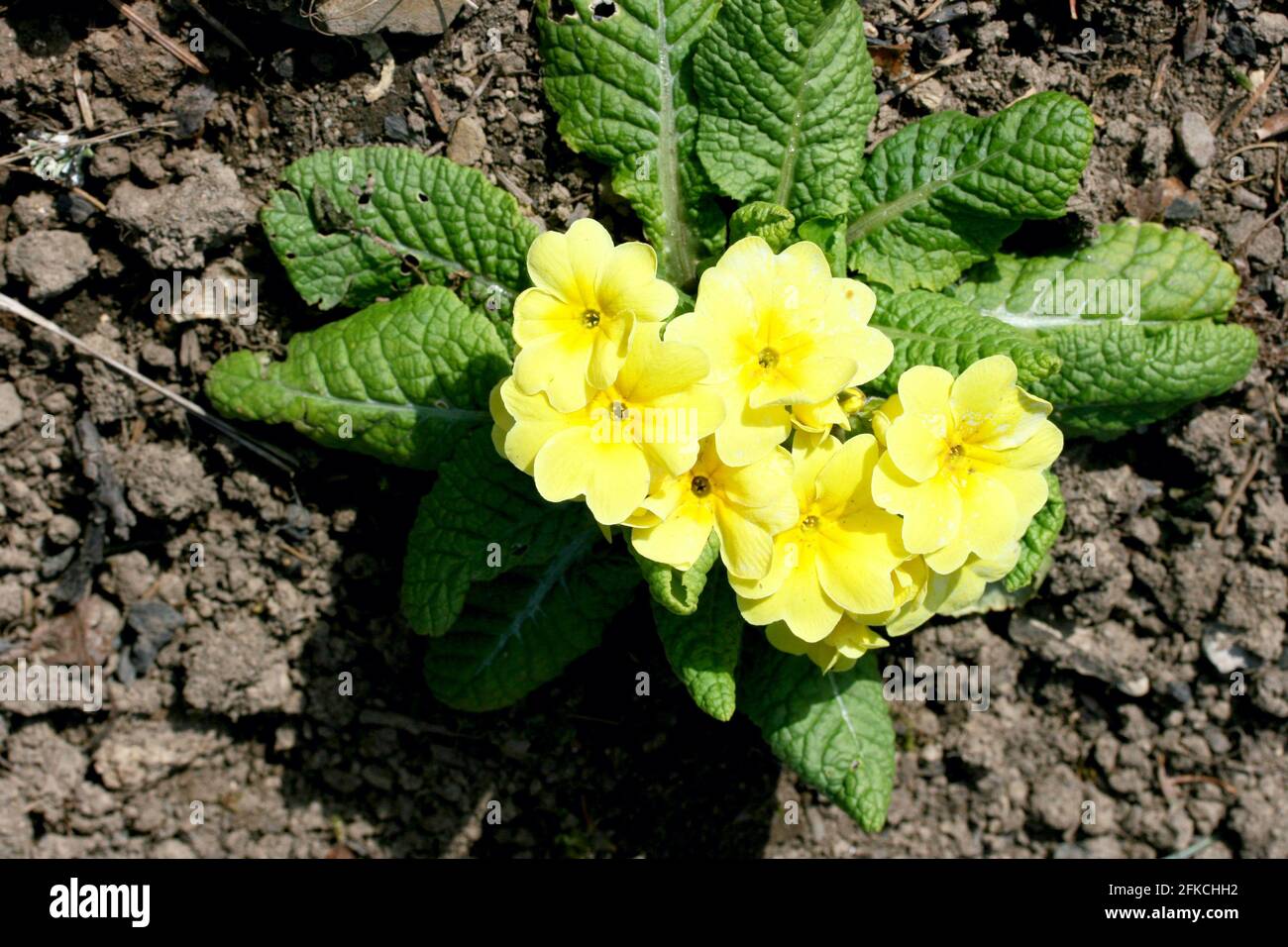 The primroses (Primula) is a genus of the family of Primulaceae Stock ...