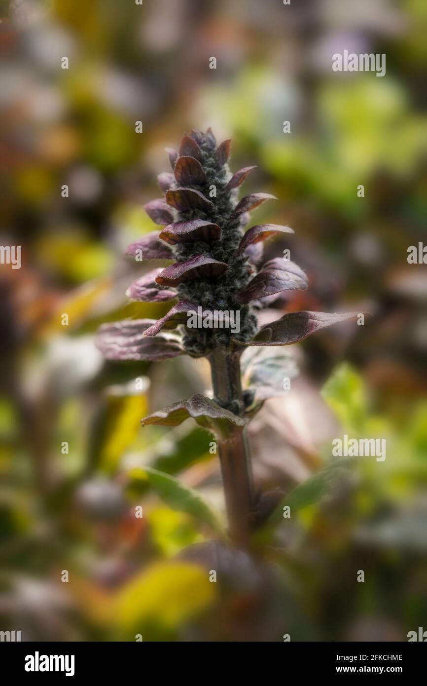 Ajuga Reptans ‘catlin’s giant’, bugle 'Catlin's Giant', Ajuga reptans ...