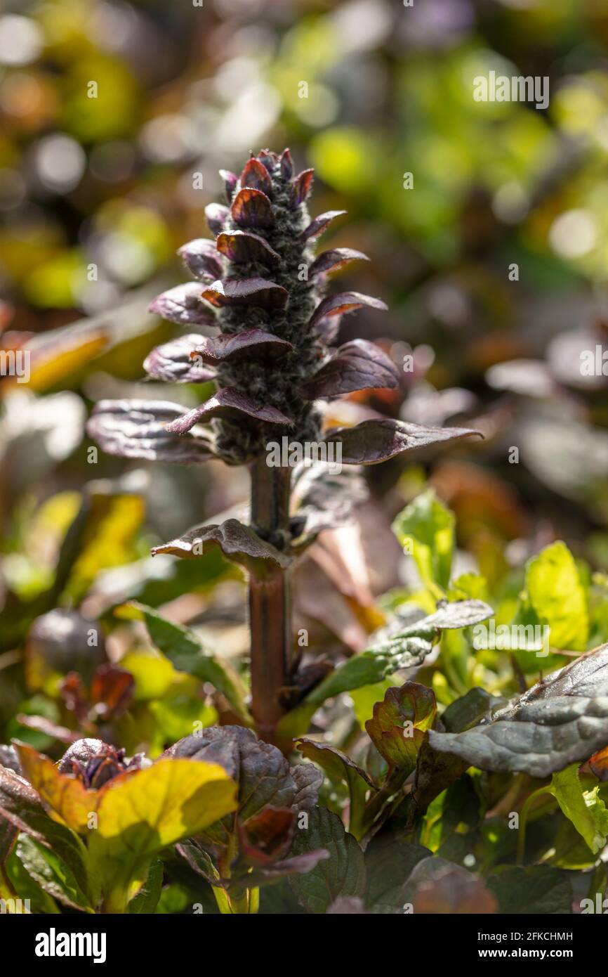 Ajuga Reptans ‘catlin’s giant’, bugle 'Catlin's Giant', Ajuga reptans ...