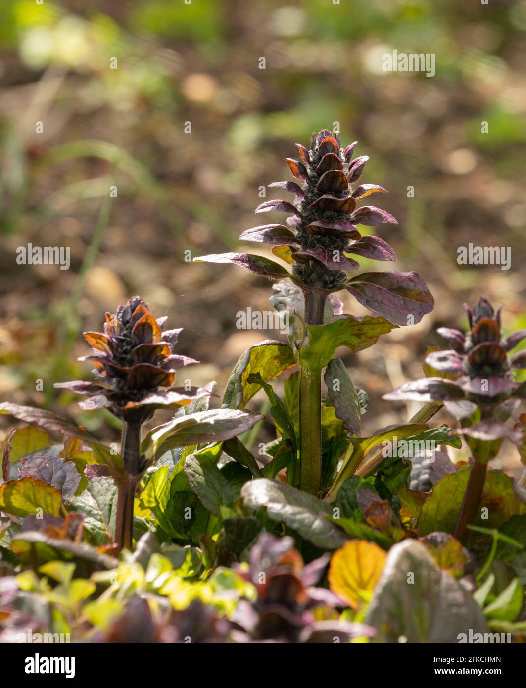 Ajuga Reptans ‘catlin’s giant’, bugle 'Catlin's Giant', Ajuga reptans ...