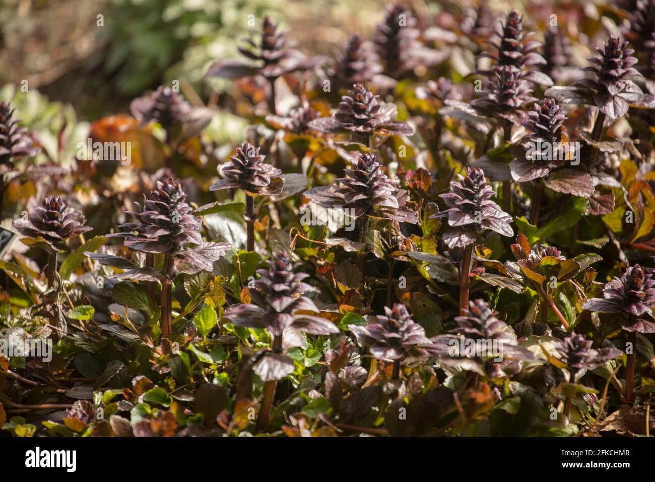 Ajuga Reptans ‘catlin’s giant’, bugle 'Catlin's Giant', Ajuga reptans ...