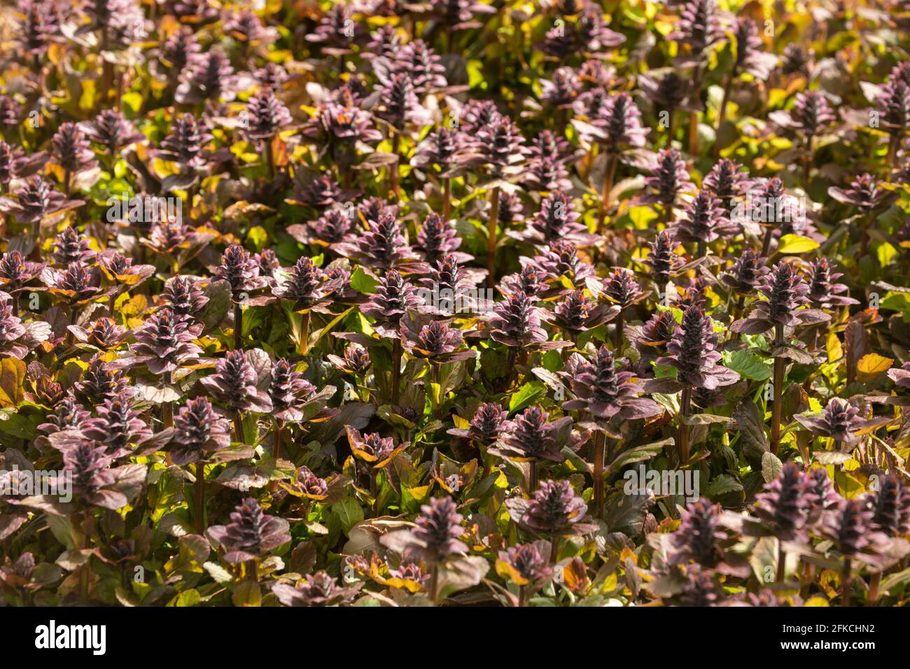 Ajuga Reptans ‘catlin’s giant’, bugle 'Catlin's Giant', Ajuga reptans ...