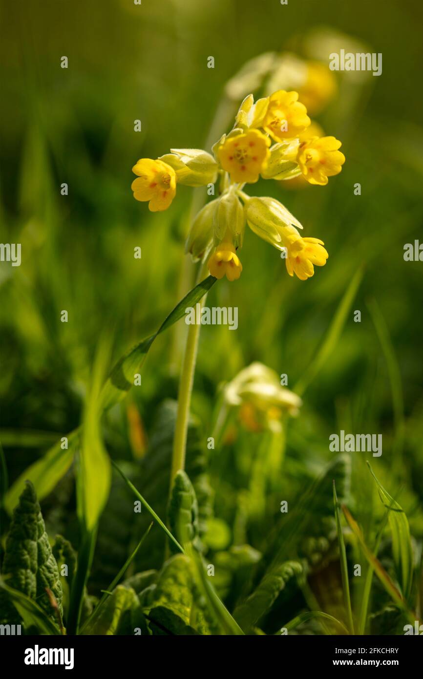 What the kingdom of heaven is like hi-res stock photography and images ...