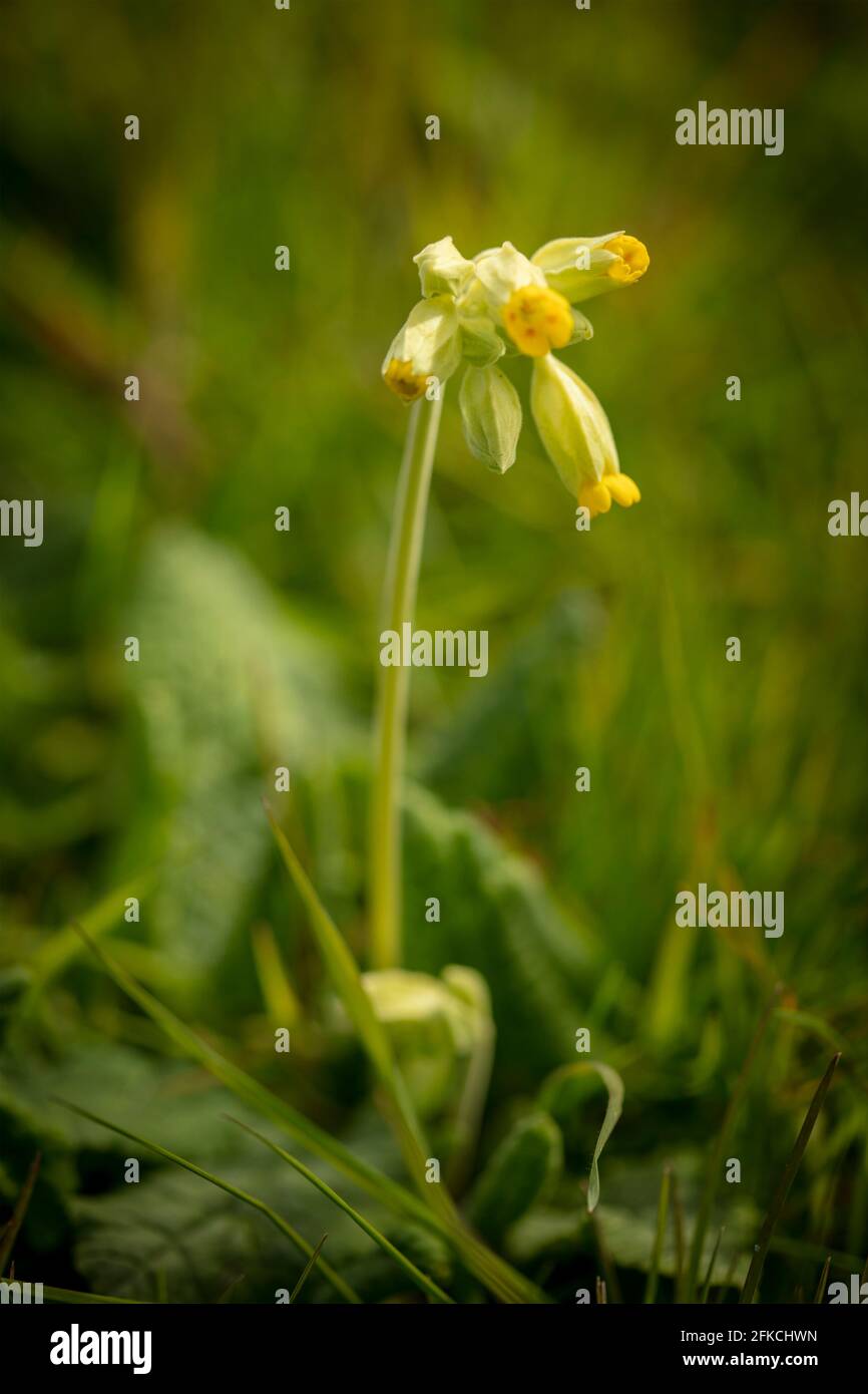 What the kingdom of heaven is like hi-res stock photography and images ...