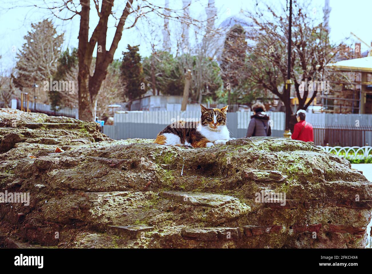 Proud face hi-res stock photography and images - Alamy