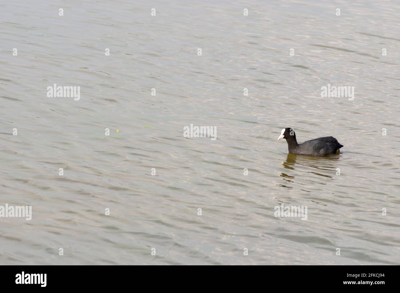 Black mere pond hi-res stock photography and images - Alamy