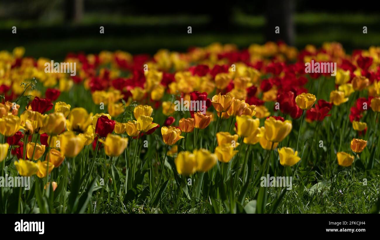 Tulips in spring in a park in the morning Stock Photo - Alamy