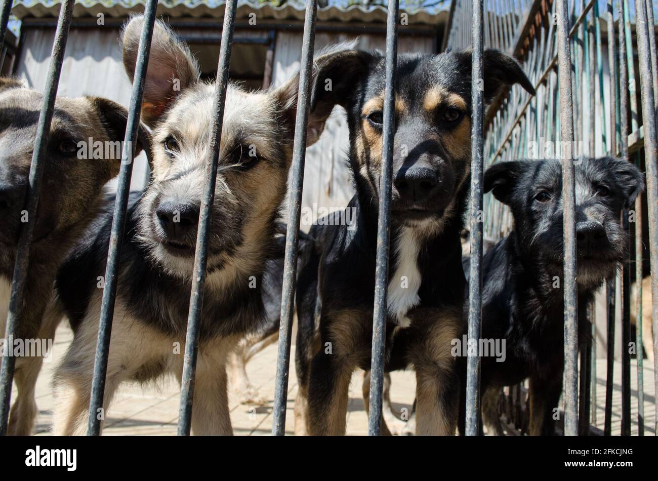 April 30, 2021. Donetsk region, Ukraine. Dogs and cats in enclosures at ...