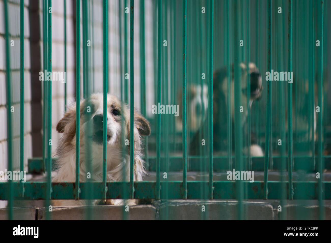 April 30, 2021. Donetsk region, Ukraine. Dogs and cats in enclosures at ...