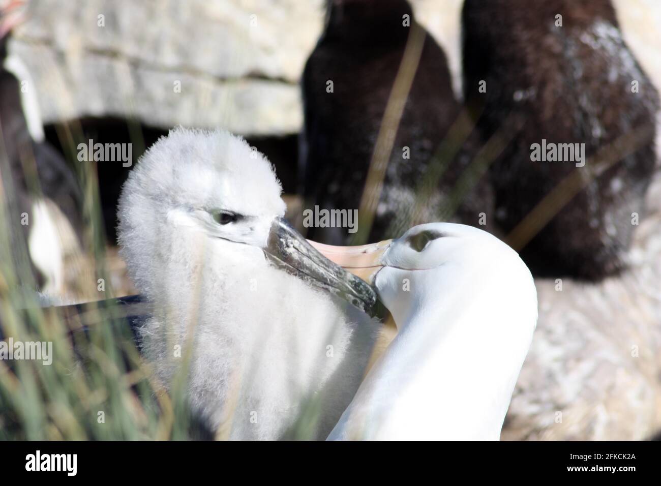 Albatross feeding its young hi-res stock photography and images - Alamy