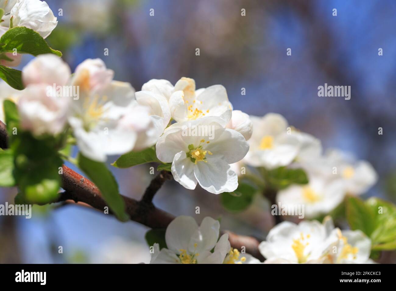 Apple blossoms over blurred nature background. Spring flowers. Spring ...