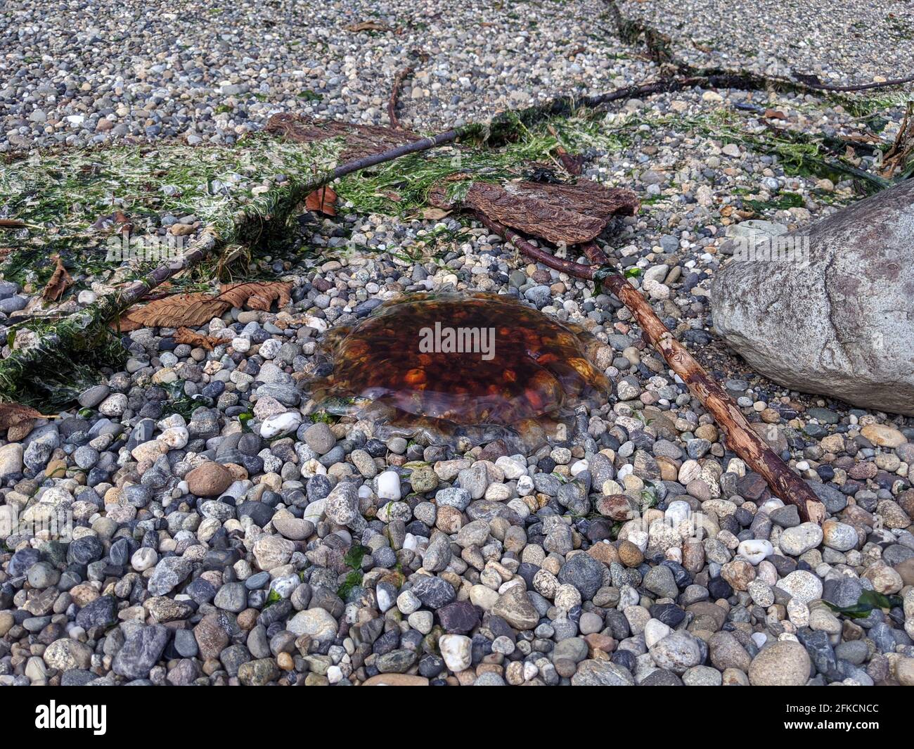 Wildlife jelly marine life hi-res stock photography and images - Alamy