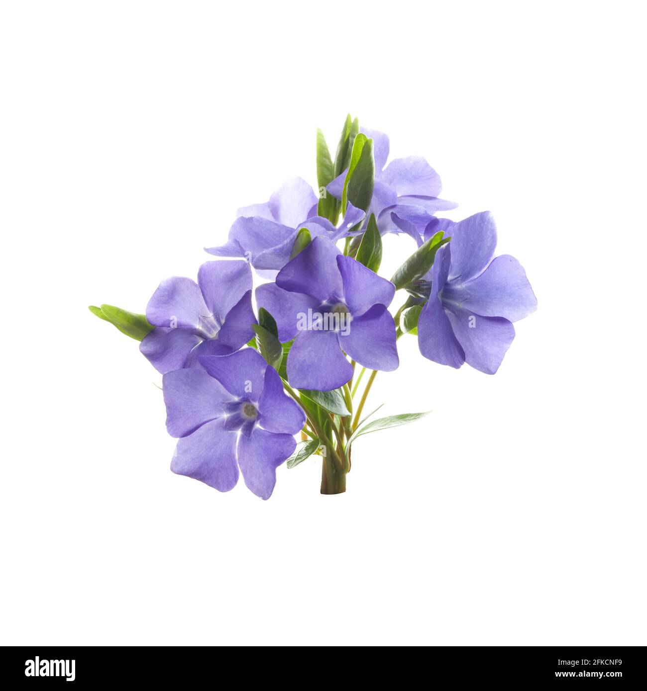 Periwinkle flower hi-res stock photography and images - Alamy
