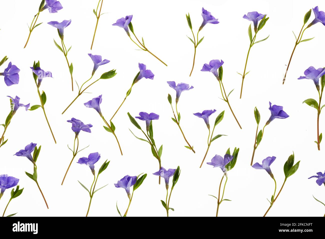 Flowers texture. Purple periwinkle flowers pattern on a white ...