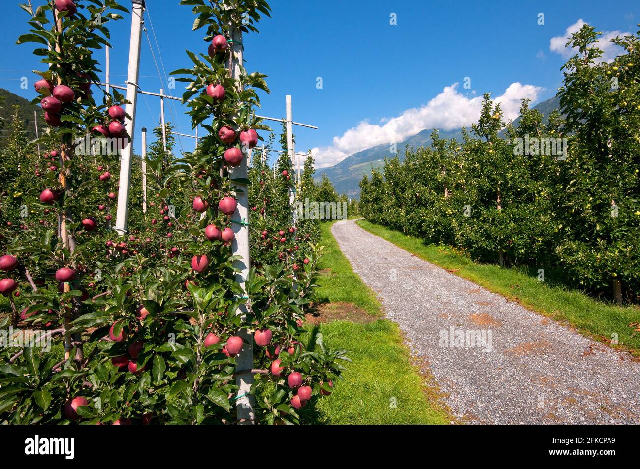 Cultivation of apples in Venosta Valley (Vinschgau), Bolzano, Trentino ...