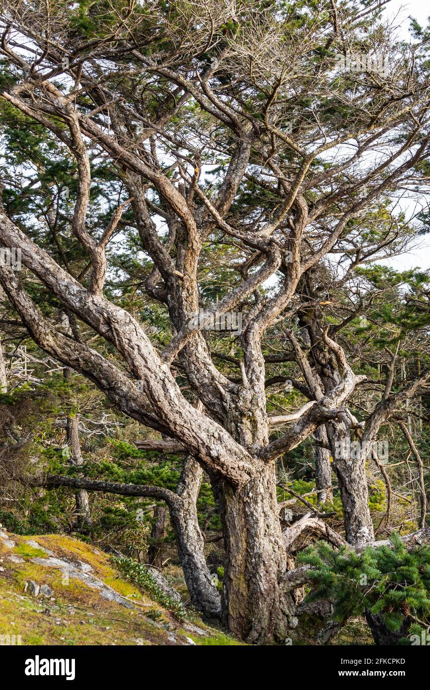 A tree with many curvy limbs that are covered with rough bark and wind ...
