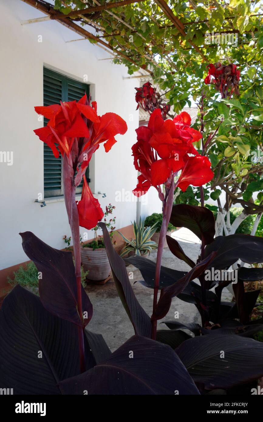 Canna lily pots hi-res stock photography and images - Alamy