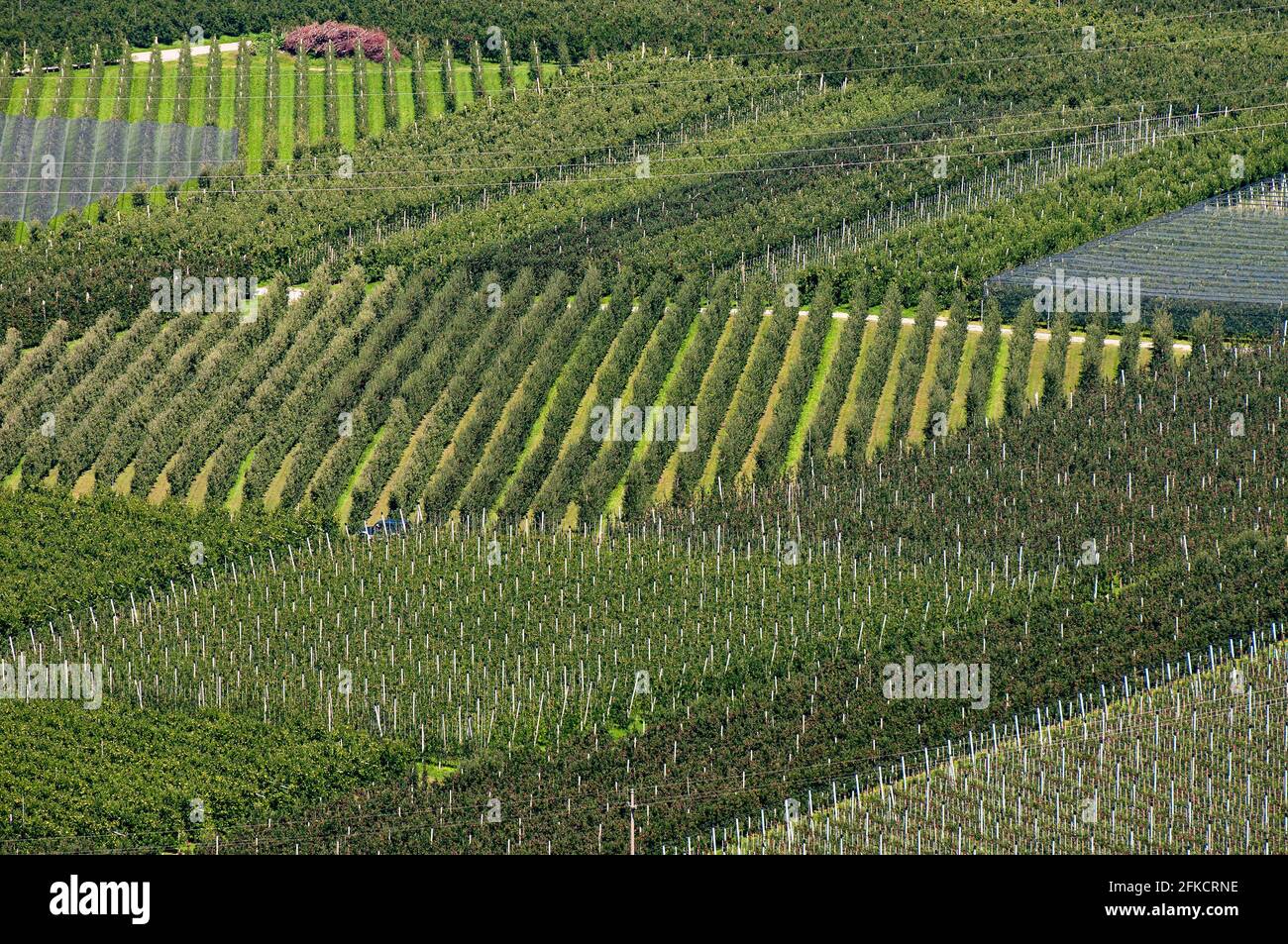 Cultivation of apples in Venosta Valley (Vinschgau), Bolzano, Trentino ...