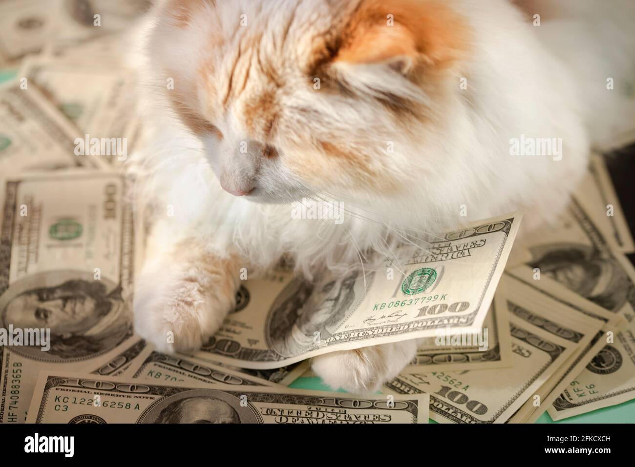 A white cat on a pile of dollar bills. Symbol of money luck Concept of ...