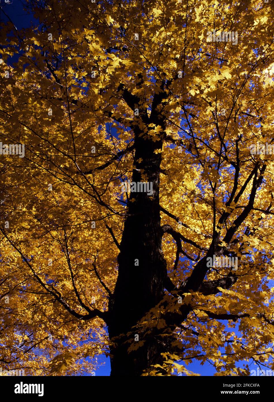 Sugar maple tree colors hi-res stock photography and images - Alamy