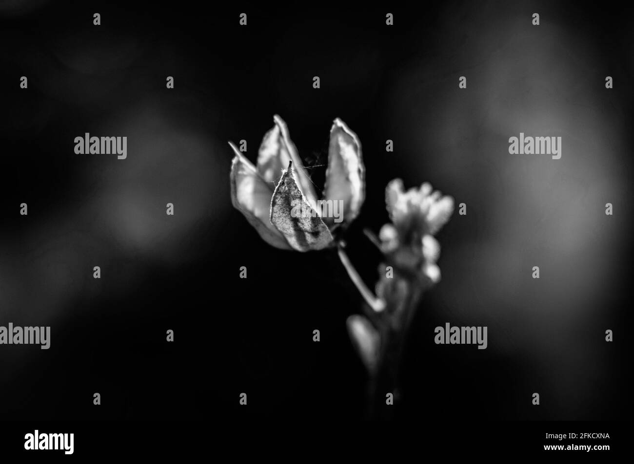 Spring bloom blossoming branch Black and White Stock Photos & Images ...