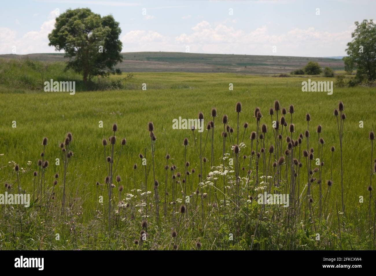 Panoramic view of a spanish meadow in springtime. Green grass with ...