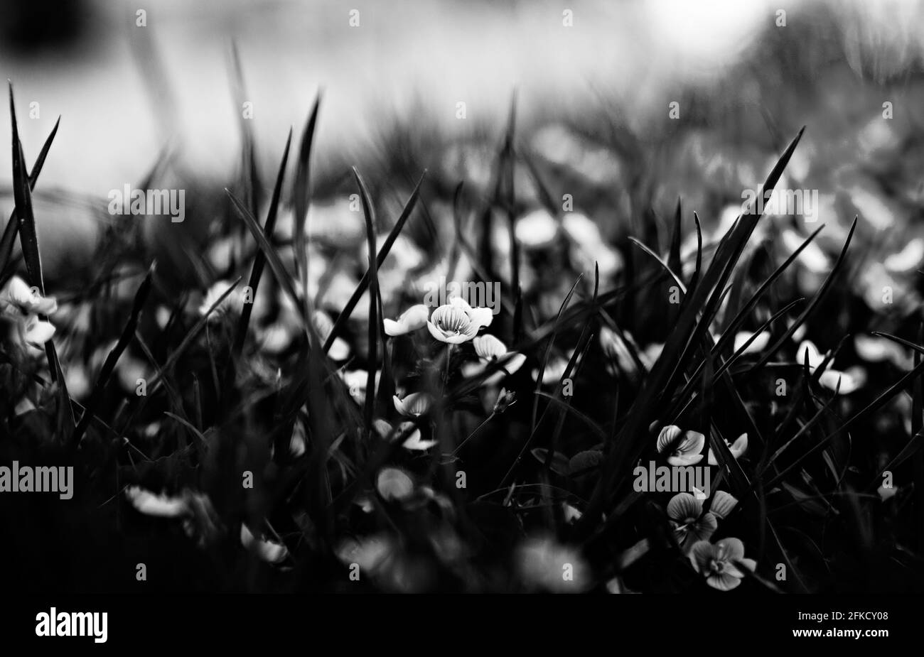 Spring bloom blossoming branch Black and White Stock Photos & Images ...