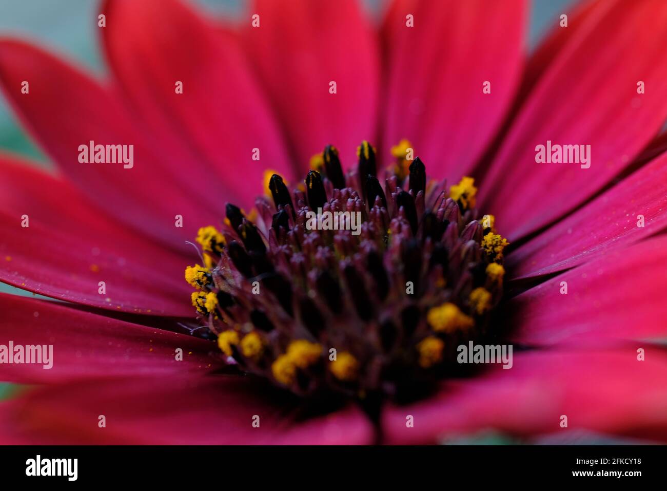 Osteospermum red hi-res stock photography and images - Alamy