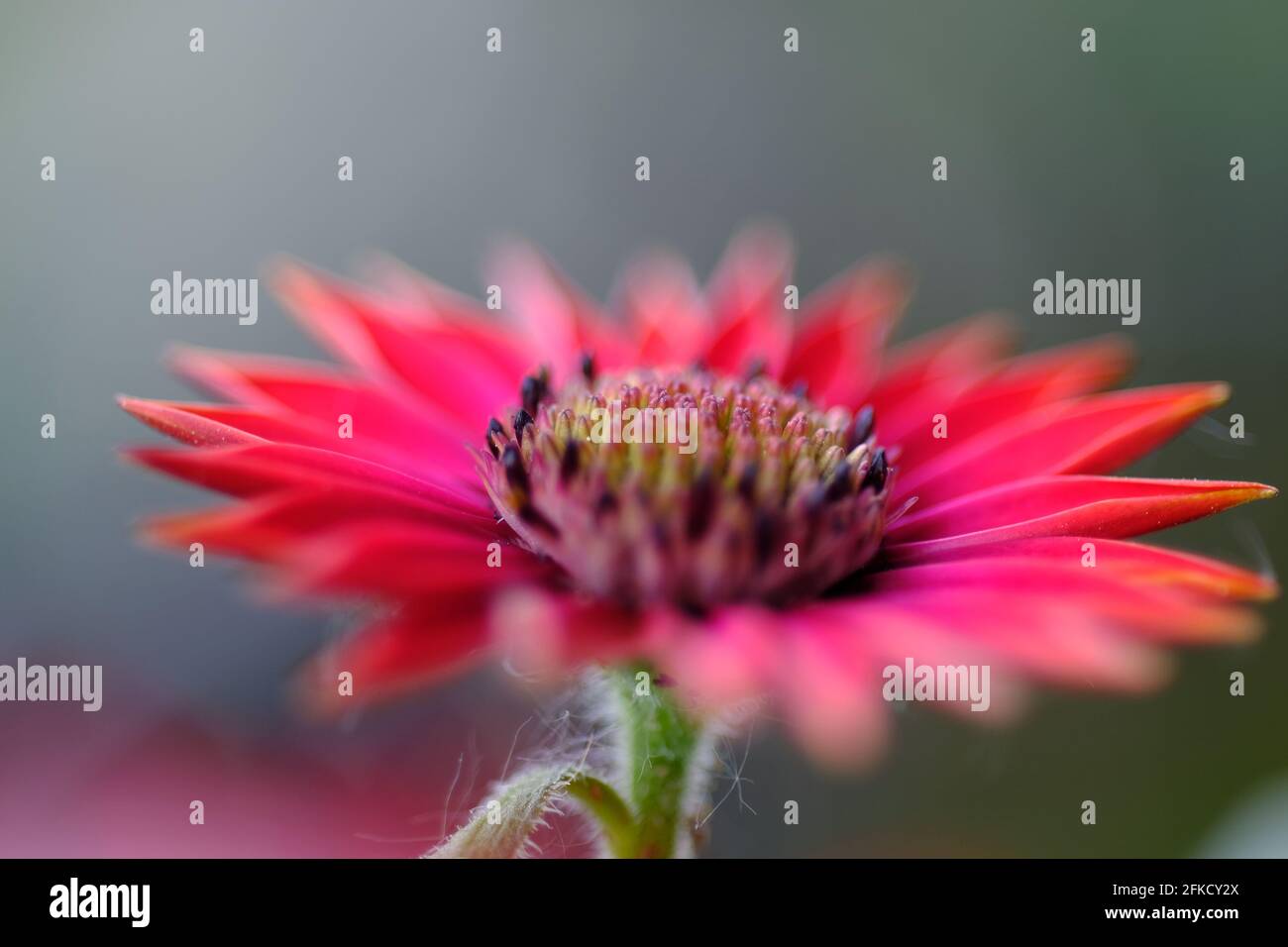 Osteospermum red hi-res stock photography and images - Alamy