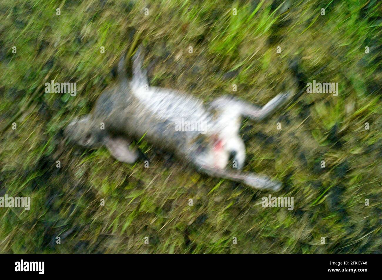 Death Rabbit High Resolution Stock Photography and Images - Alamy