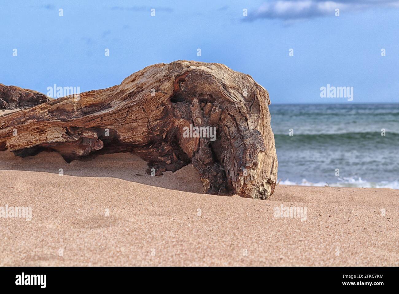 Driftwood on beach Stock Photo - Alamy