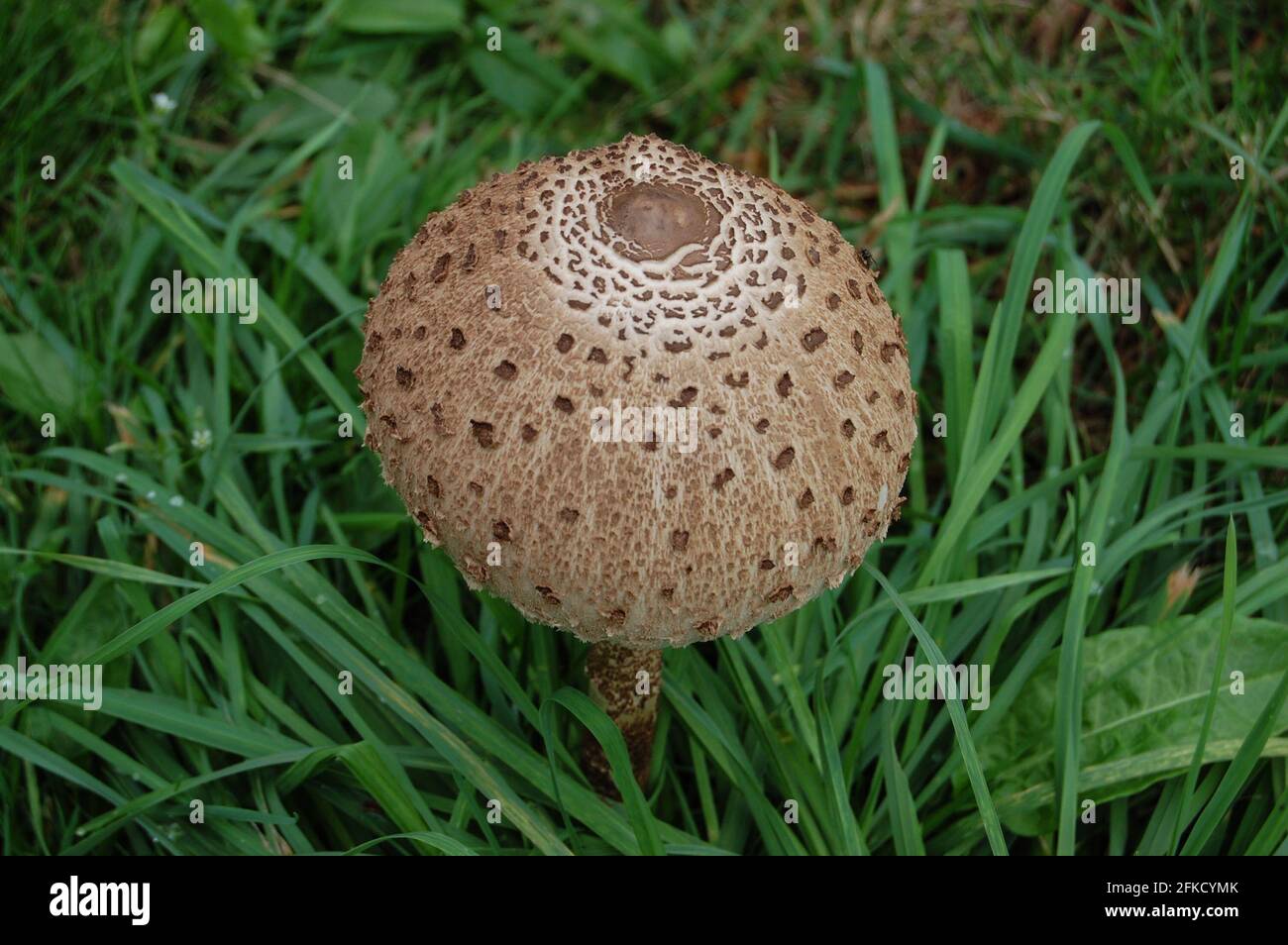 Mushroom Jersey weird edible looking poison poisonous toad stall pretty ...