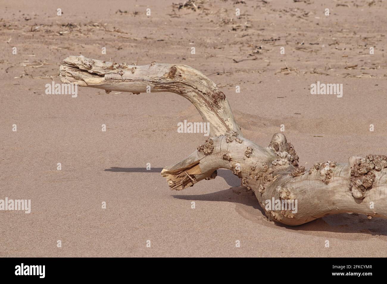 Driftwood on beach Stock Photo - Alamy