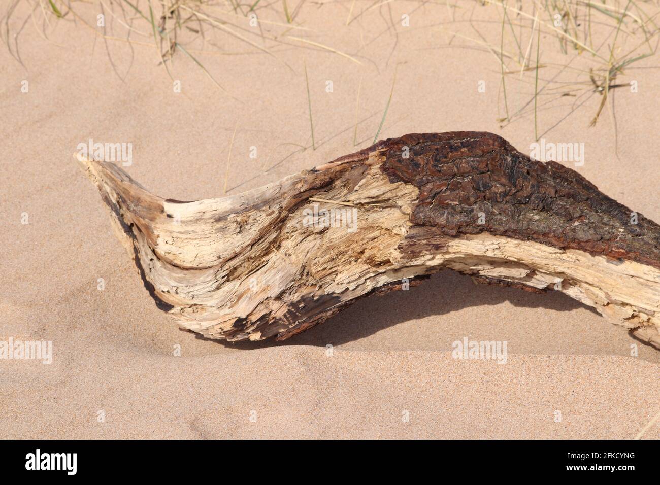Driftwood on beach Stock Photo - Alamy