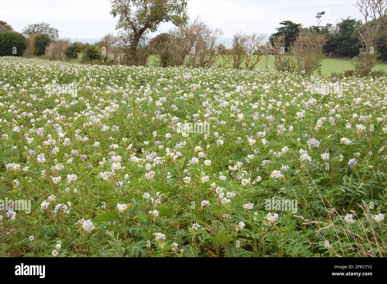 White flowers Jersey Stock Photo - Alamy