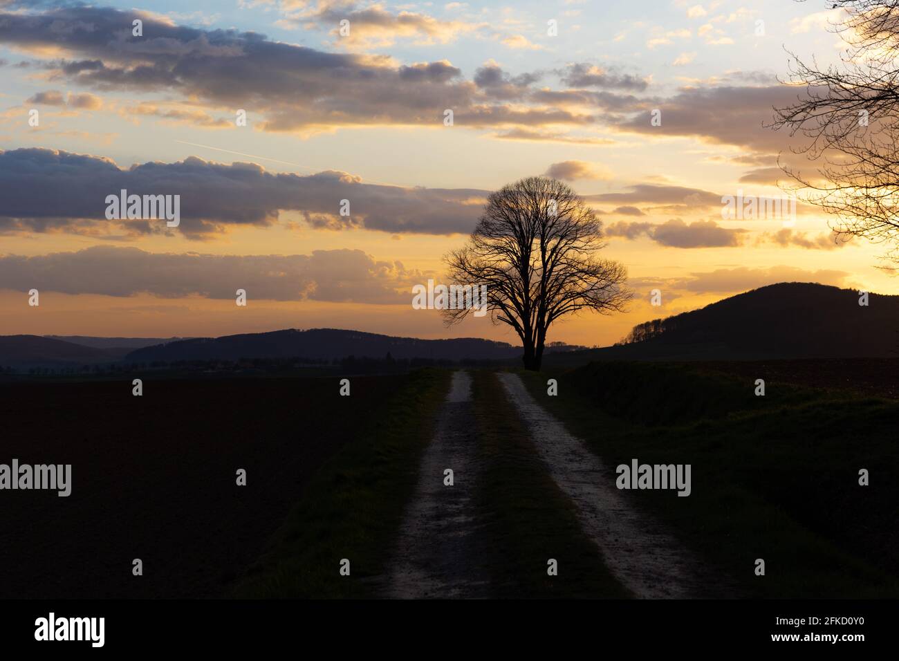 Solitaire tree hi-res stock photography and images - Alamy