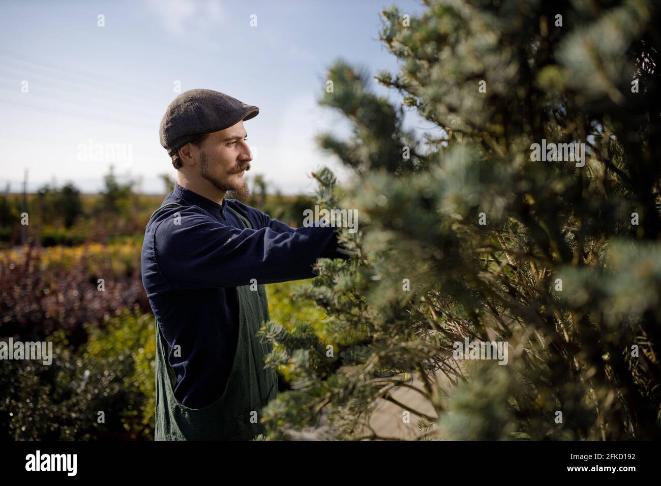 Male gardener with long mustache clipping and arranging trees in the ...